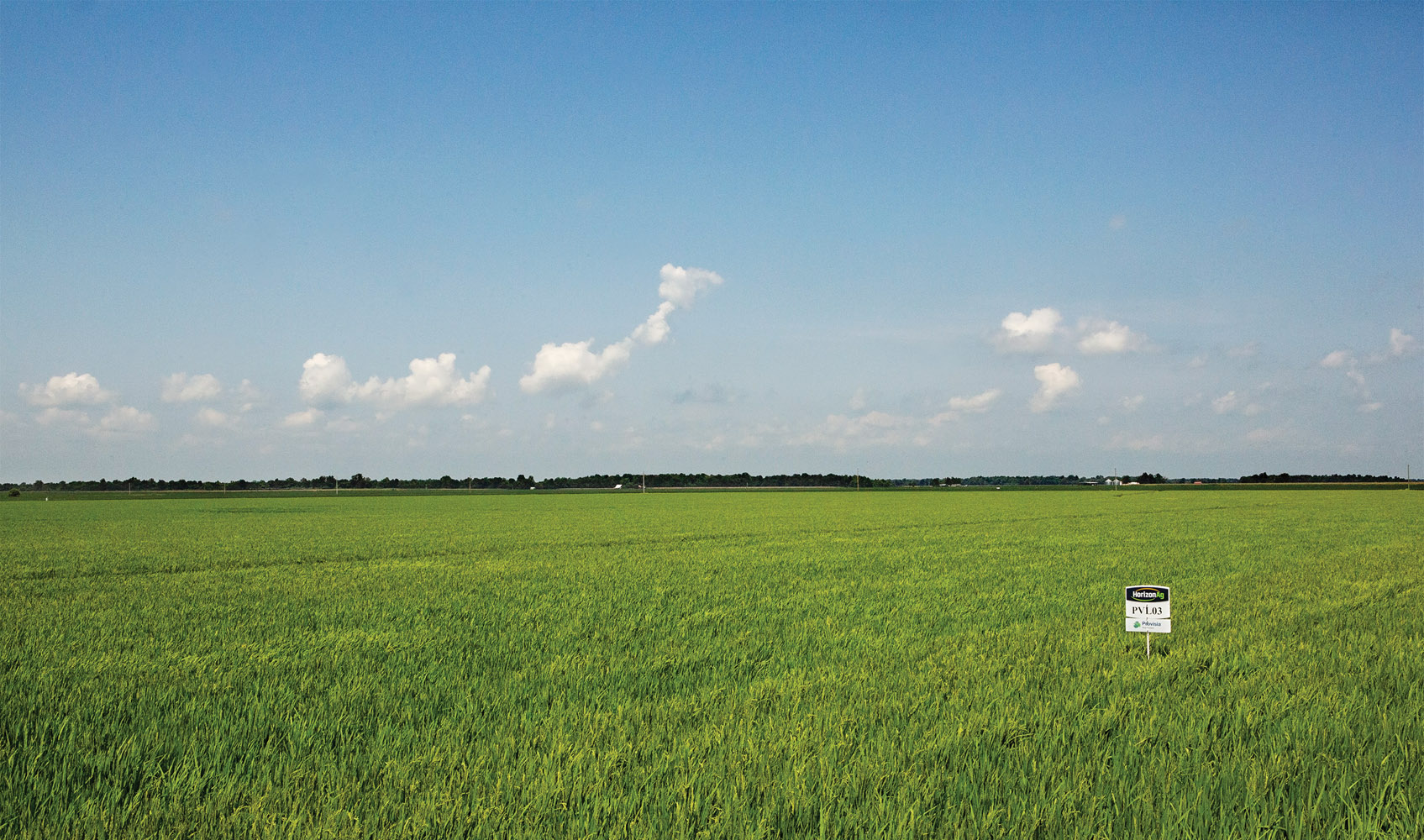 2025 Rice Seed Guide - Rice Farming