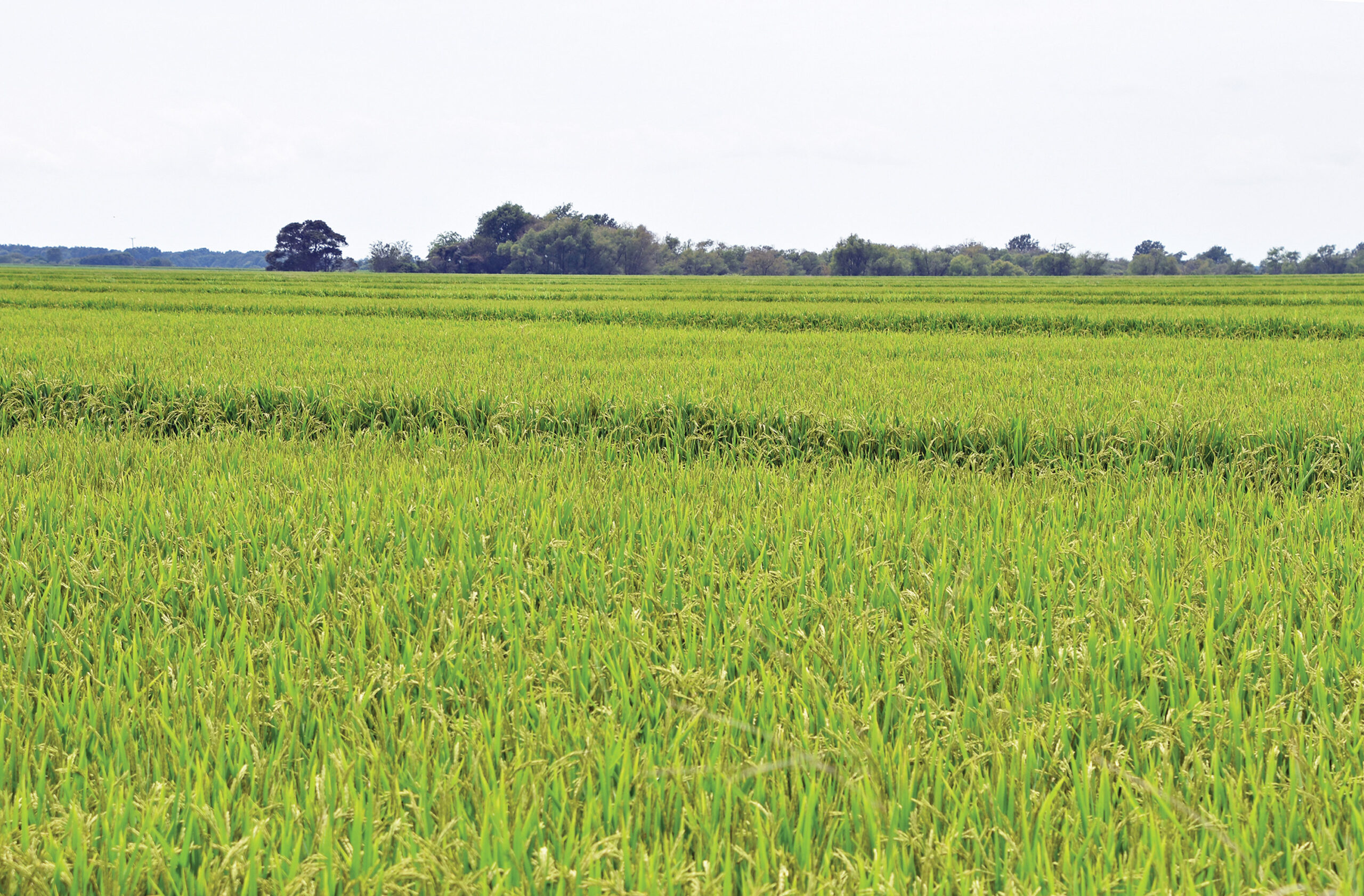 Prepare now for new rice production program - Rice Farming