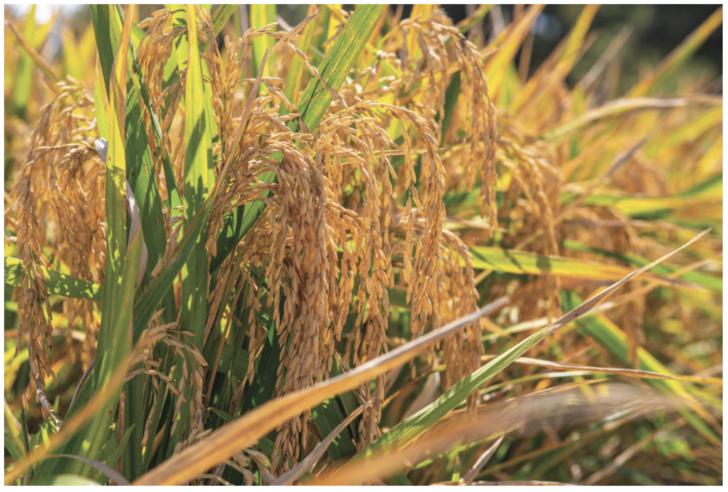 Two New Varieties Join Horizon Ag Portfolio for 2024 - Rice Farming