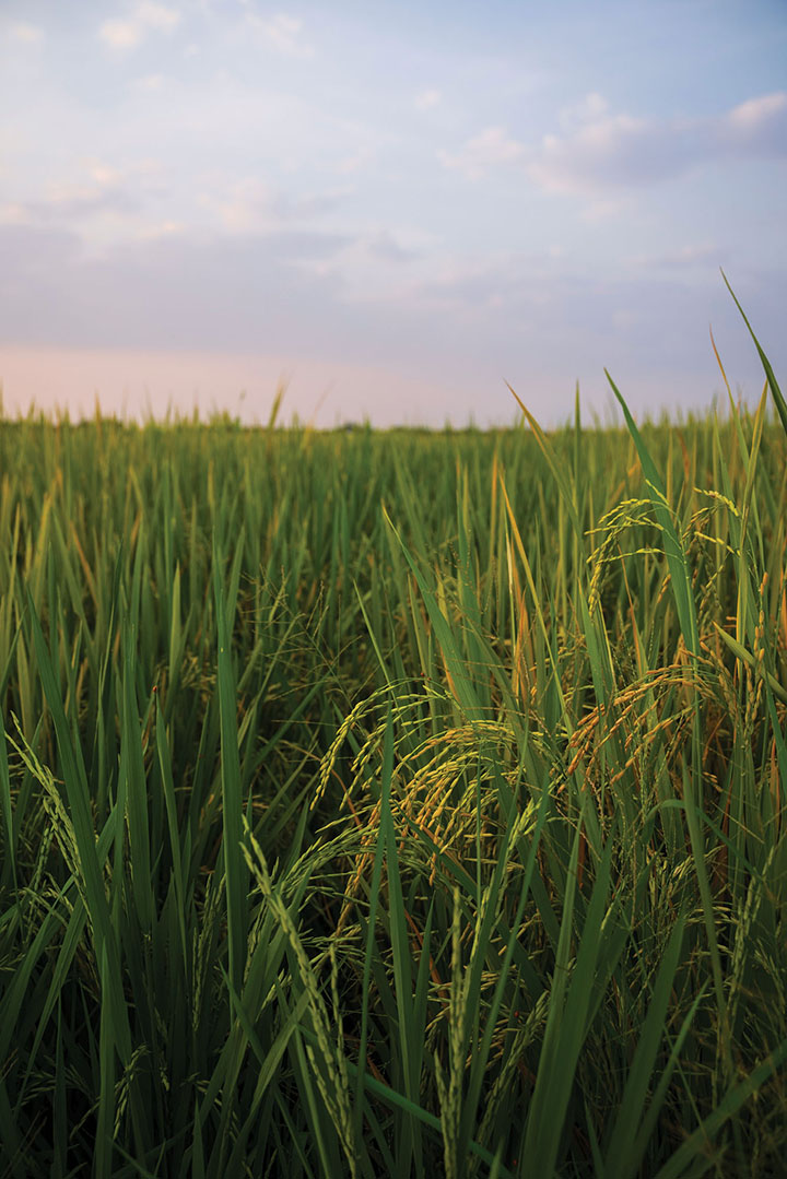 AgCenter Opens Application Process for its Leadership Class - Rice Farming