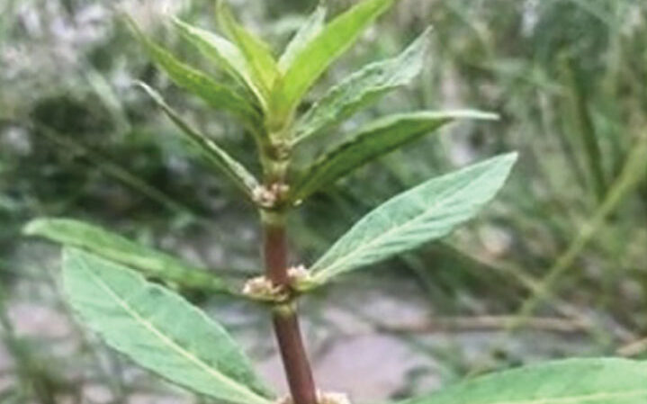 New Weed in California Rice: White Water Fire - Rice Farming