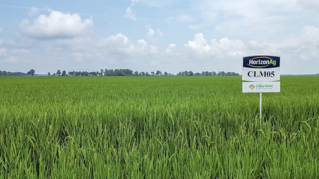 New CLM05 Available for 2025 Season - Rice Farming