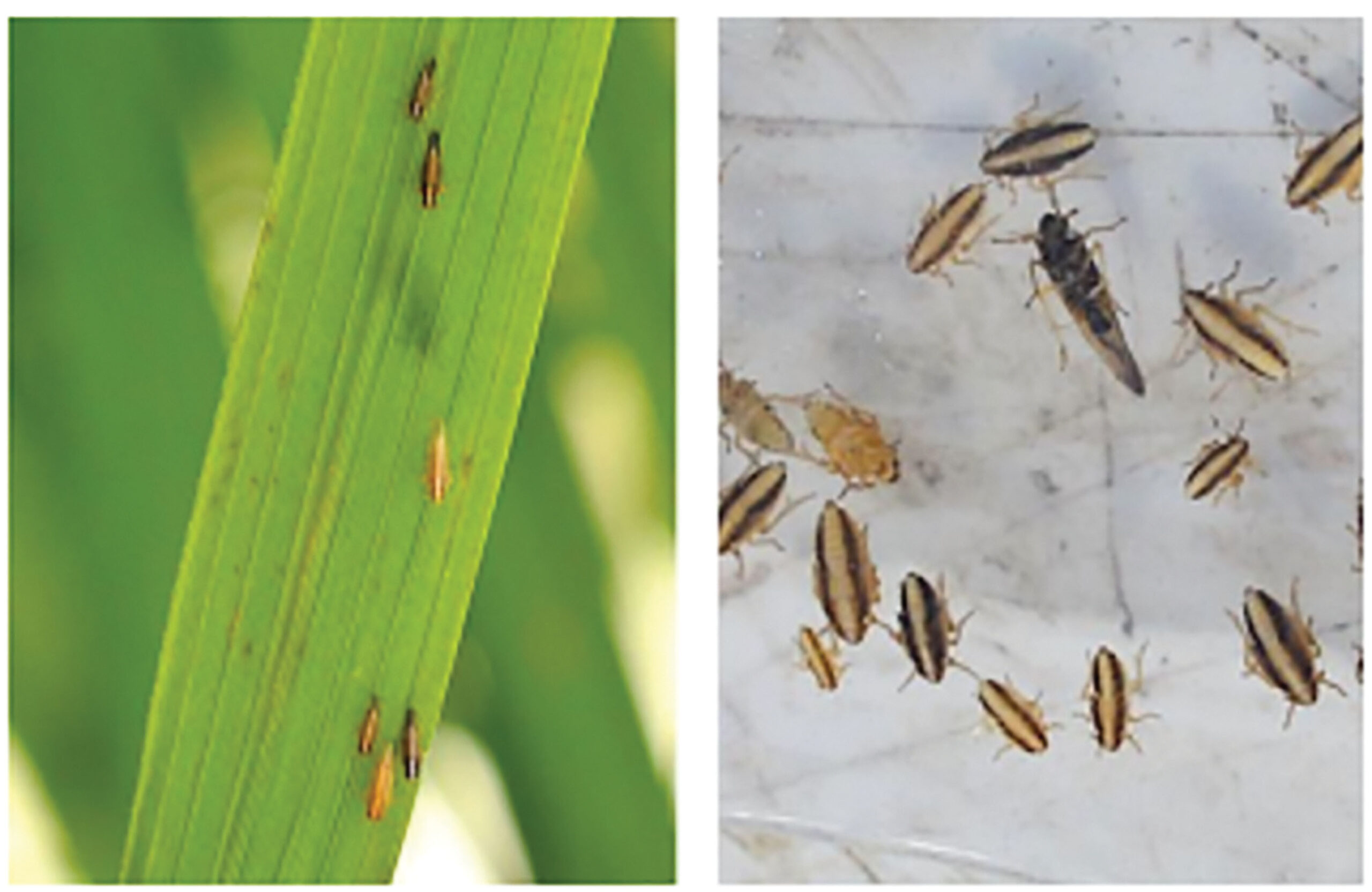 Good with the Bad - Rice Farming