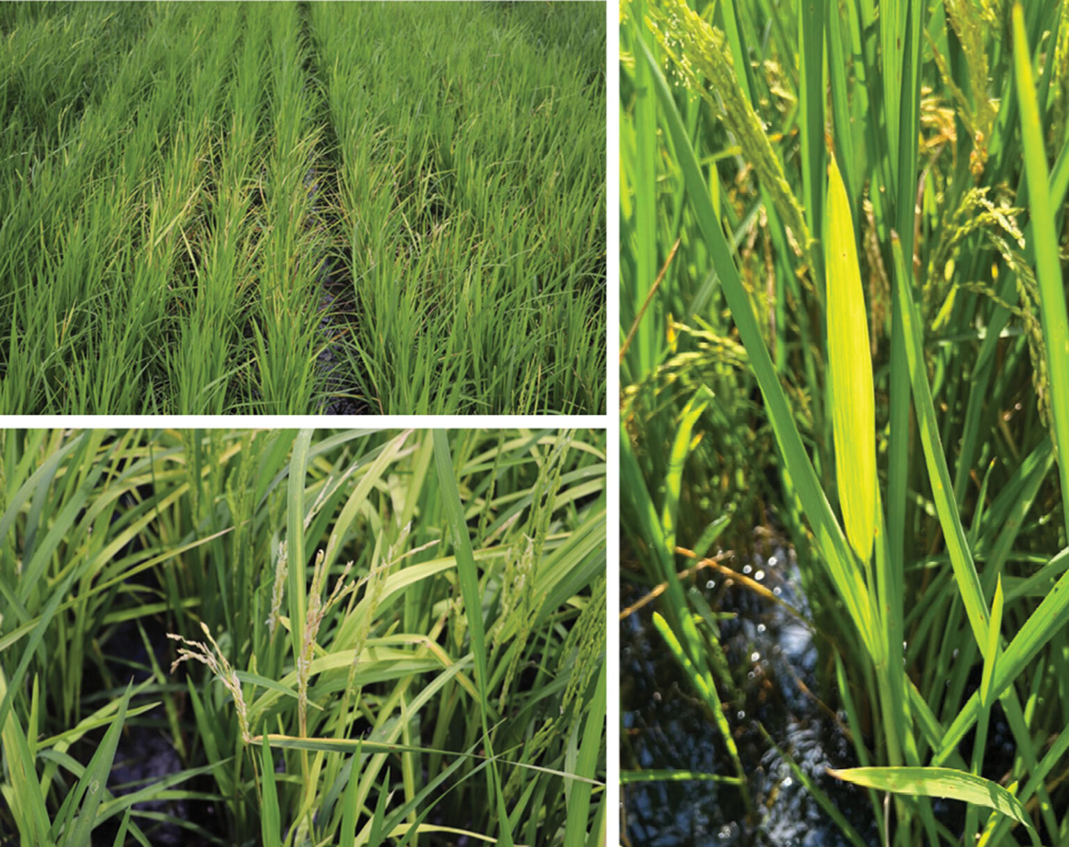 Texas Ratoon Rice: New Hoja Blanca Disease and Rice Delphacid Alert ...