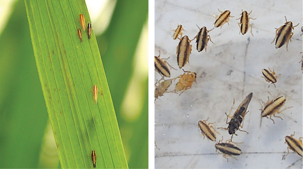 Texas Ratoon Rice: New Hoja Blanca Disease and Rice Delphacid Alert ...