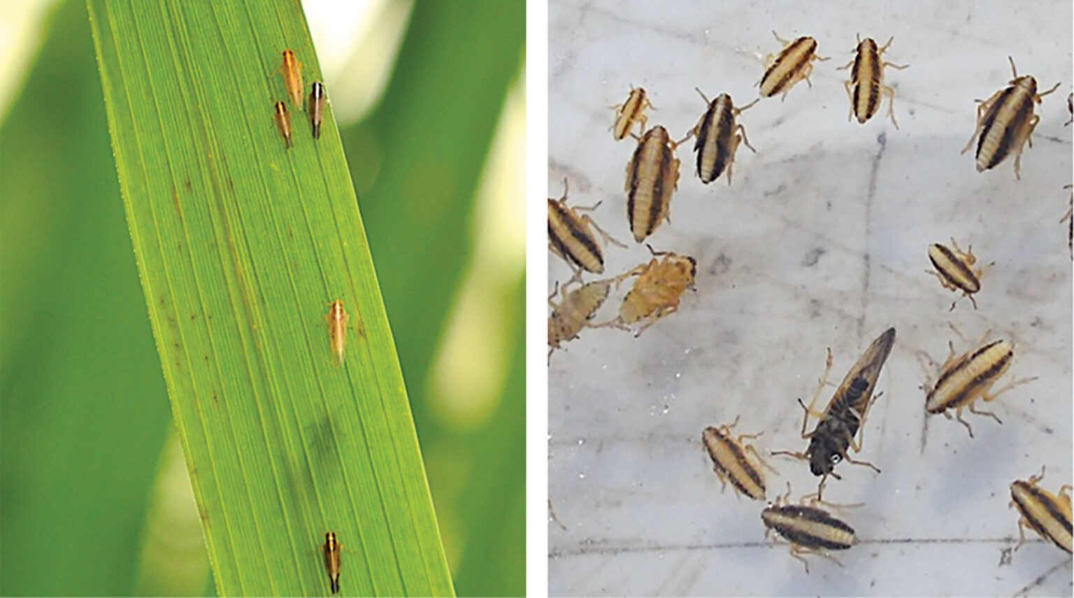 Texas Ratoon Rice: New Hoja Blanca Disease and Rice Delphacid Alert ...