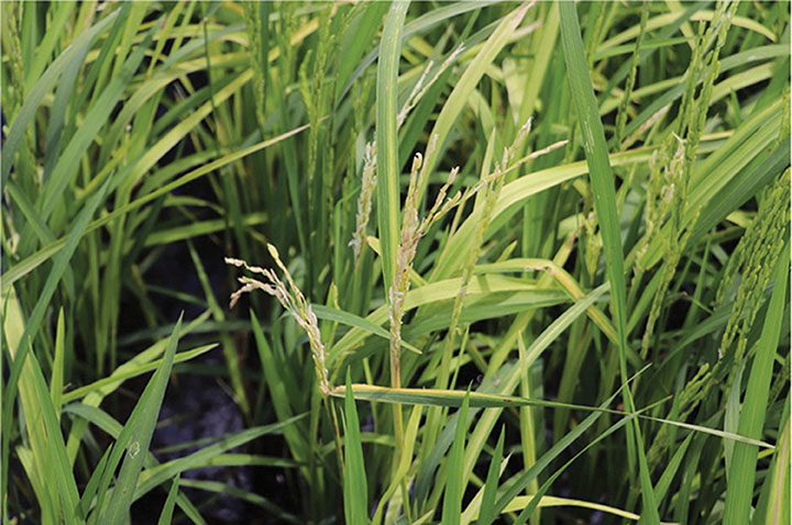 Texas Ratoon Rice: New Hoja Blanca Disease and Rice Delphacid Alert ...