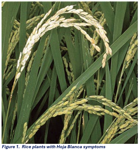 The Re-Emergence Of Hoja Blanca Disease In The United States - Rice Farming