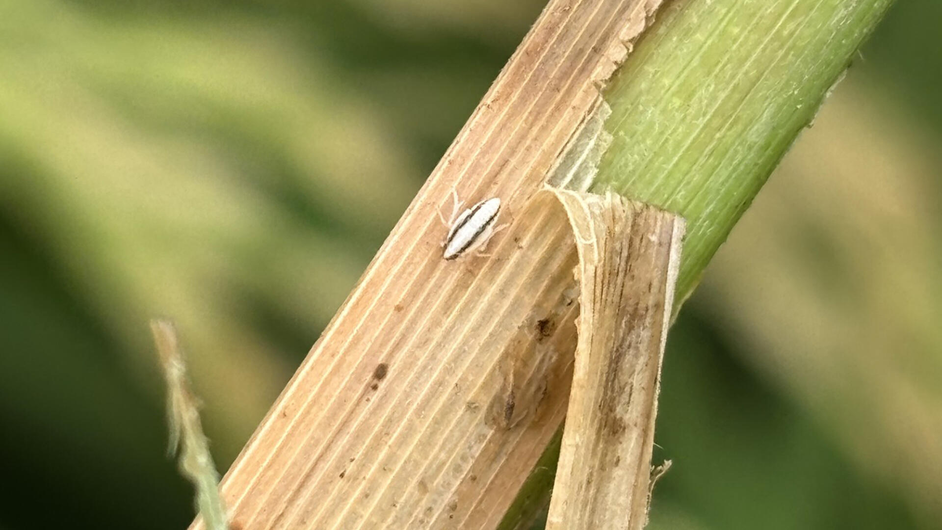 State Rice Crop Struggled Through Tough Crop Year - Rice Farming
